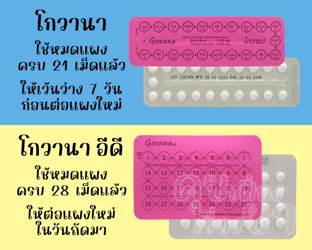โกวานา (Govana) – โกวานา อีดี (Govana ED) – คุยเฟื่องเรื่องยา