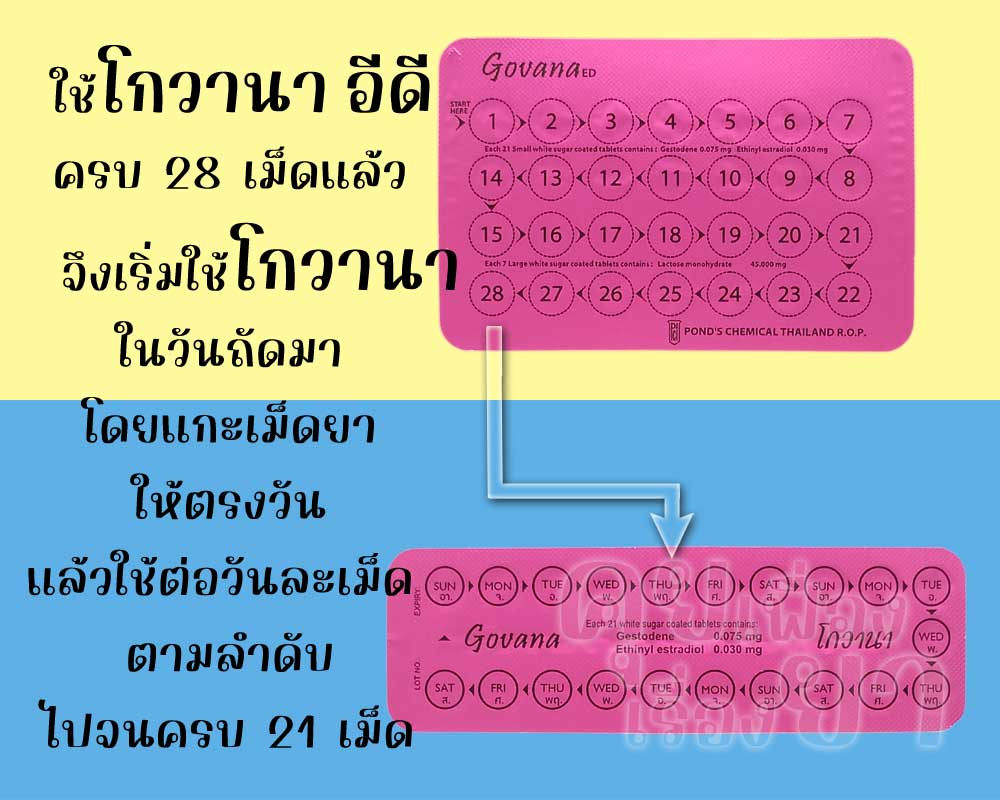 โกวานา (Govana) – โกวานา อีดี (Govana ED) – คุยเฟื่องเรื่องยา